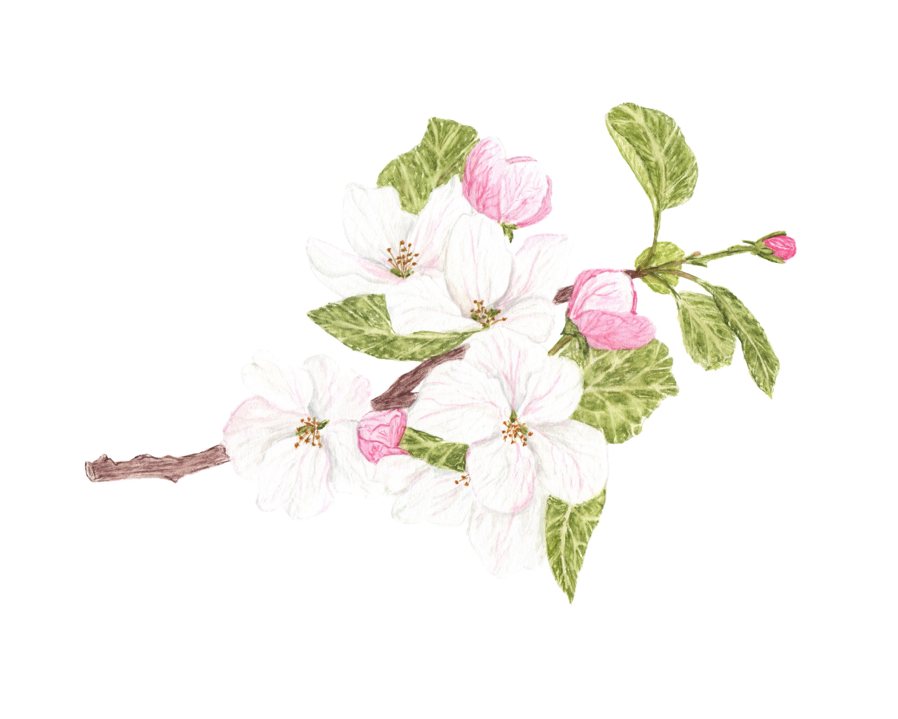 Apple Blossom Watercolor Card, Floral Art Greeting Card - Etsy