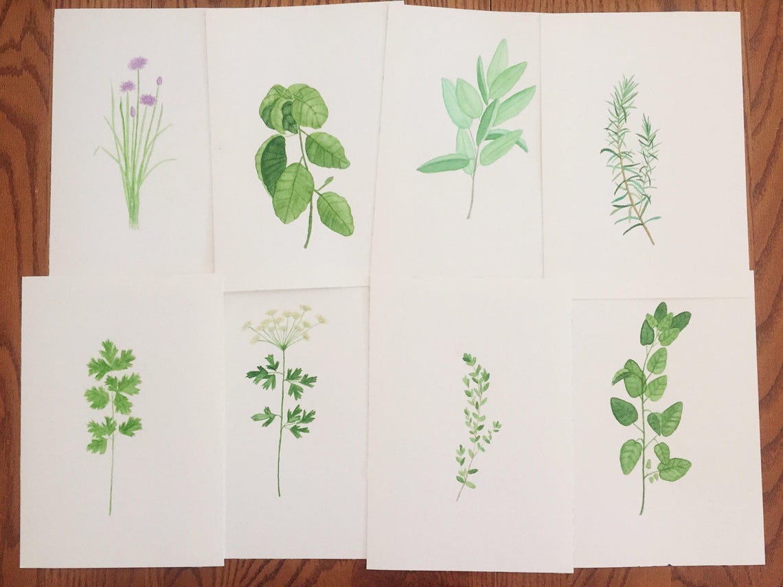 Cilantro Watercolor Painting Kitchen Wall Art Fine Art - Etsy