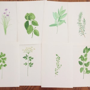 Cilantro Watercolor Painting, Kitchen Wall Art, Fine Art Print, Wall ...