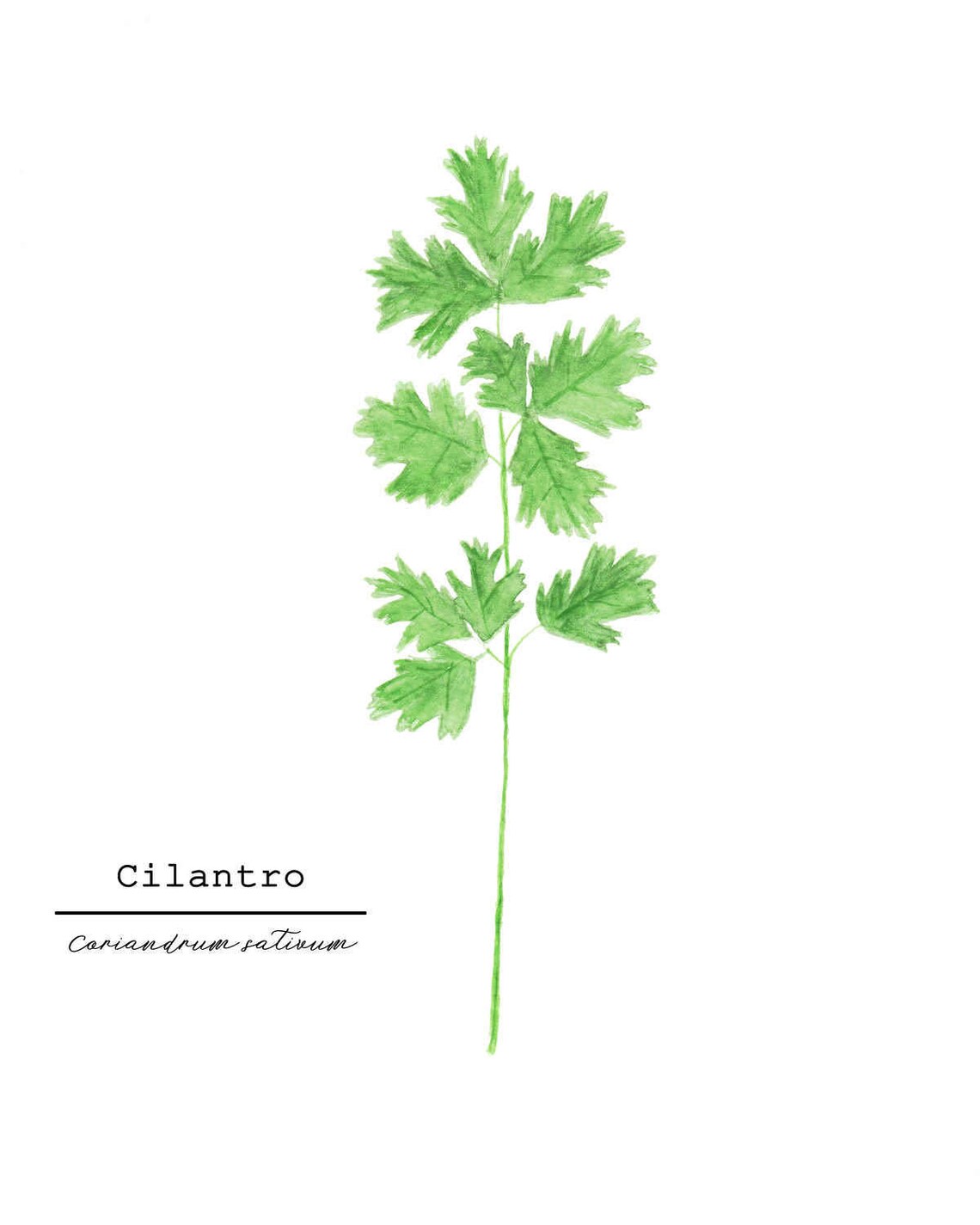 Cilantro Watercolor Painting, Kitchen Wall Art, Fine Art Print, Wall ...