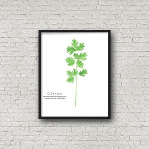 Cilantro Watercolor Painting, Kitchen Wall Art, Fine Art Print, Wall ...