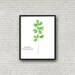 Cilantro Watercolor Painting, Kitchen Wall Art, Fine Art Print, Wall ...