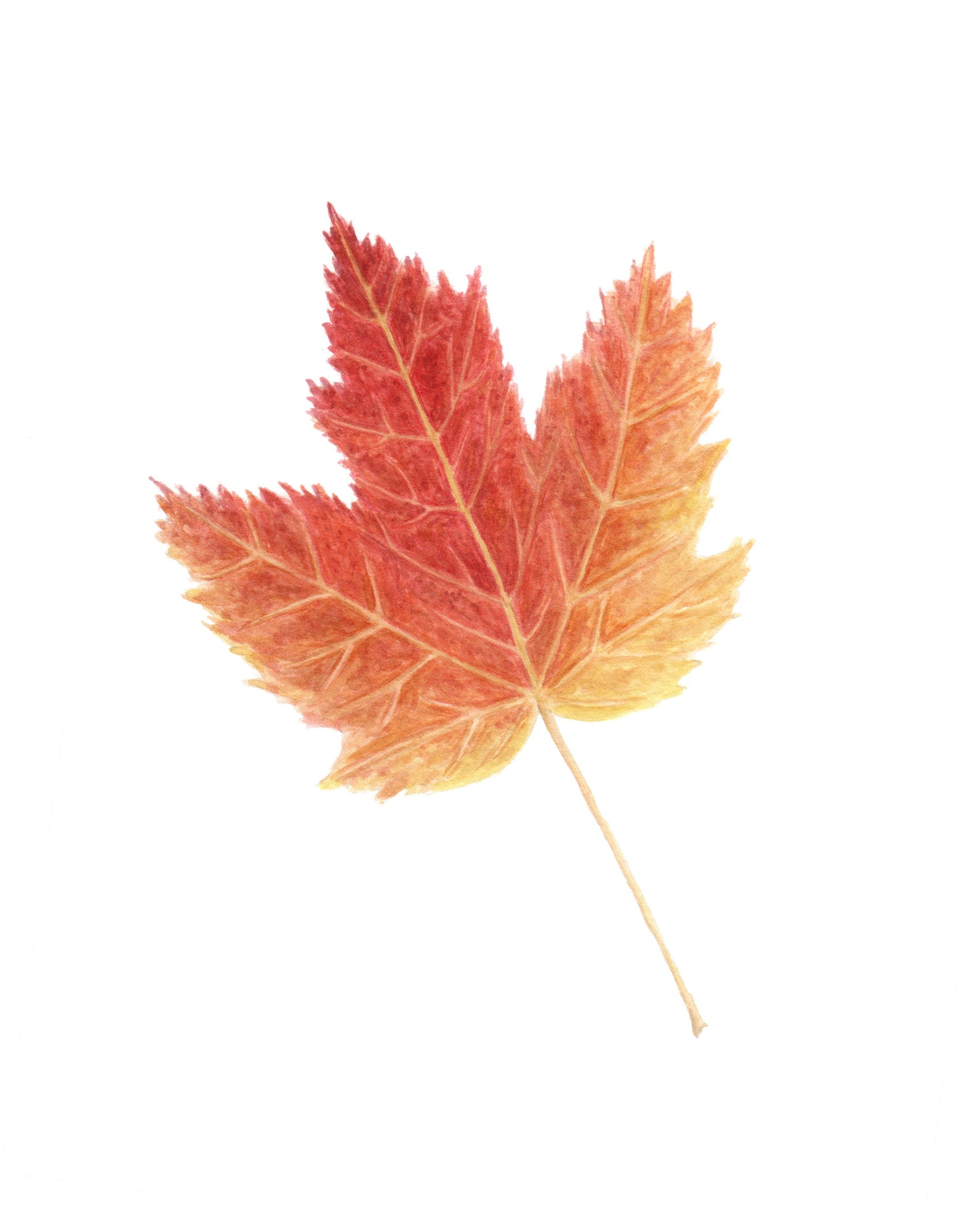 Watercolor Maple Leaf Painting Leaf Art Fall Decor Leaf - Etsy