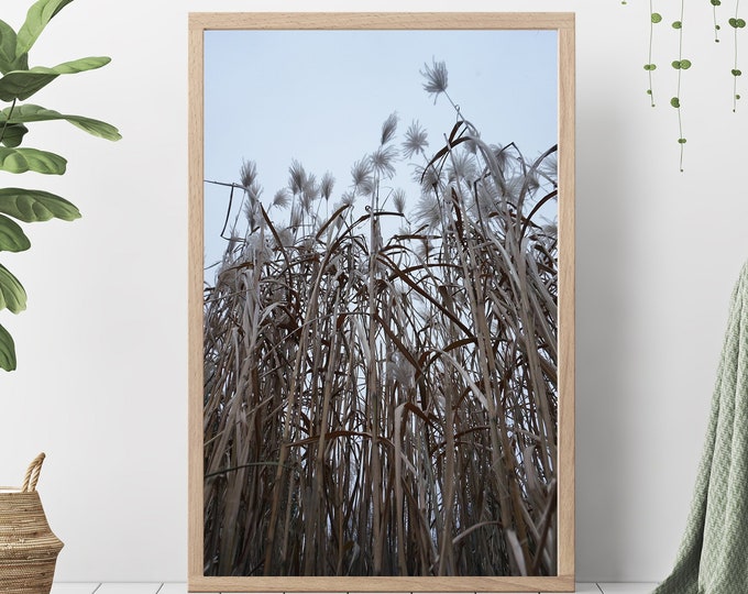Reed Plant Nature Photography Art Print | Botanical Art, Landscape Art ...