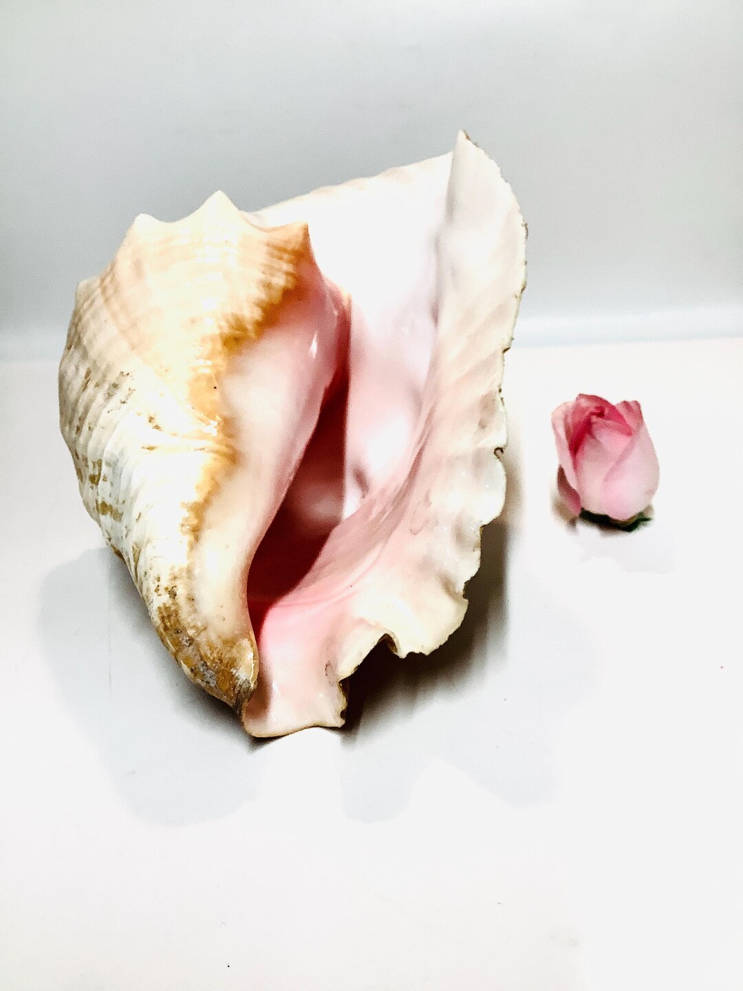 Large & Beautiful Natural Sea Conch With Deep Rose Blush Interior ...