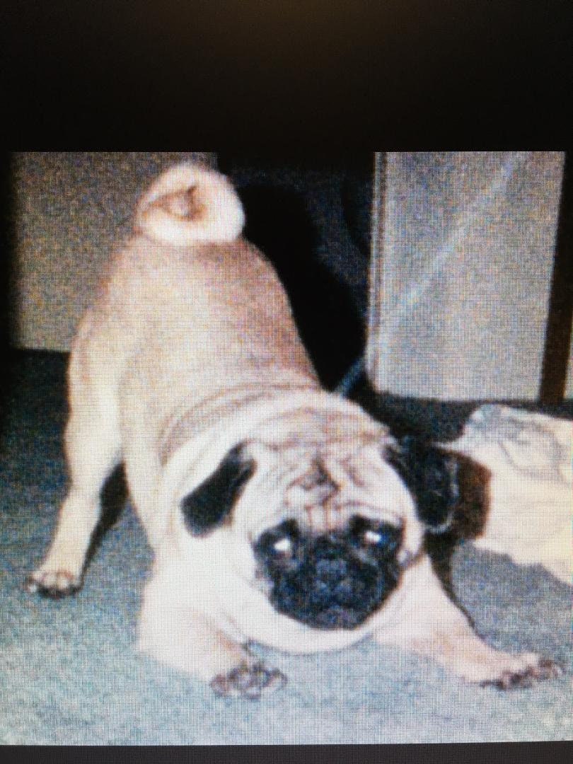 Pug Pattern for 18x18 Wall Hanging or Pillow - Etsy