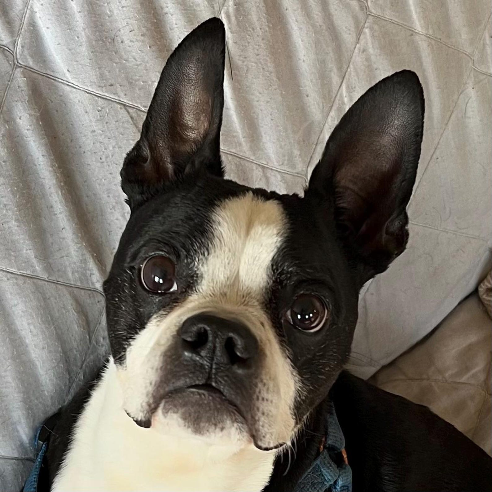 Boston Terrier Pattern for 18"x19" Framed or Quilted Wall Hanging - Etsy