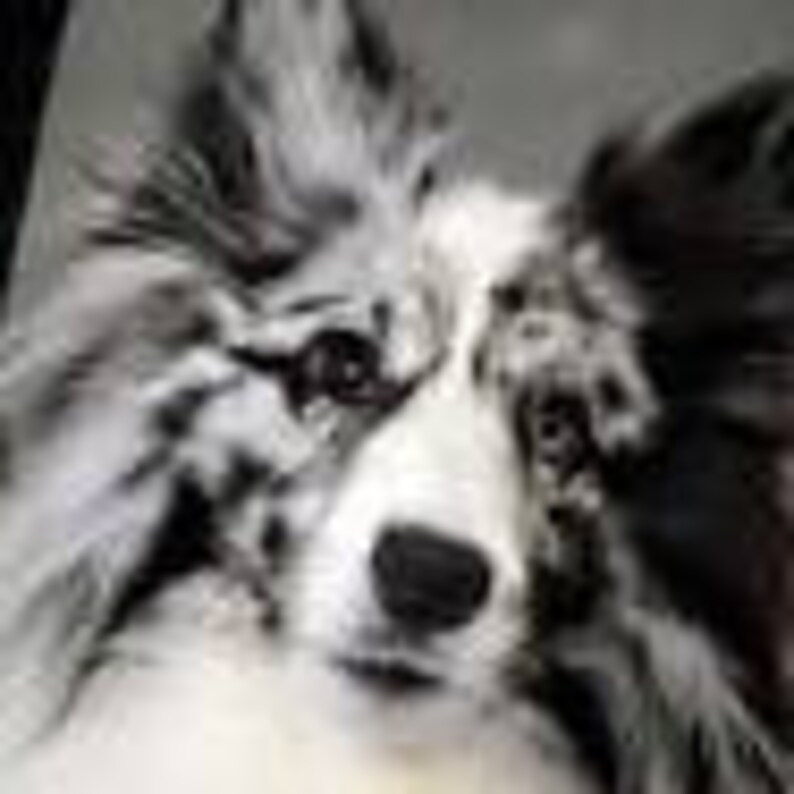Blue Merle Sheltie Pattern for 18x18 Wall Hanging or Pillow Top - Etsy