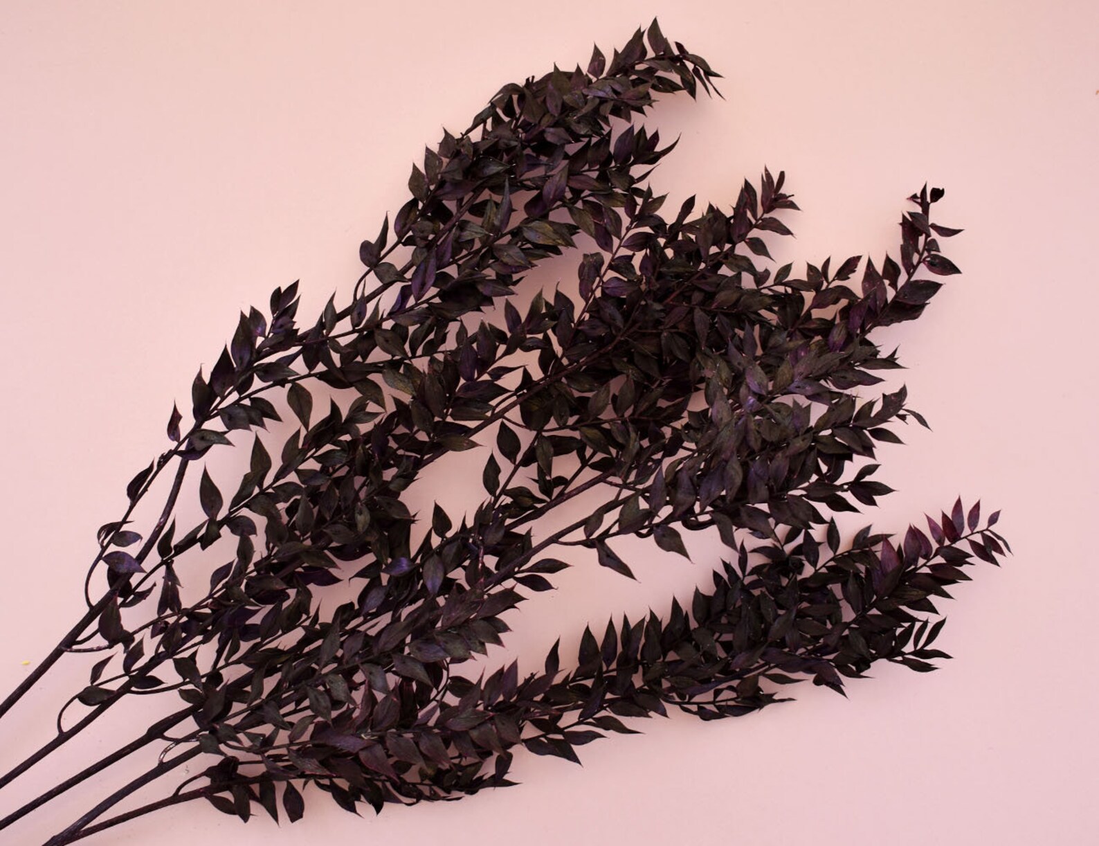 Dried Ruscus Dried Flowers Preserved Foliage Black - Etsy UK