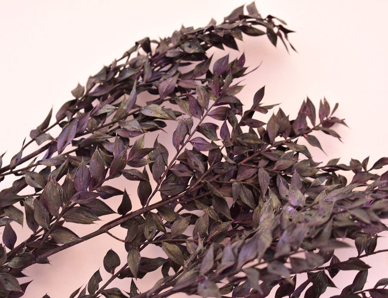 Dried Ruscus Dried Flowers Preserved Foliage Black - Etsy UK