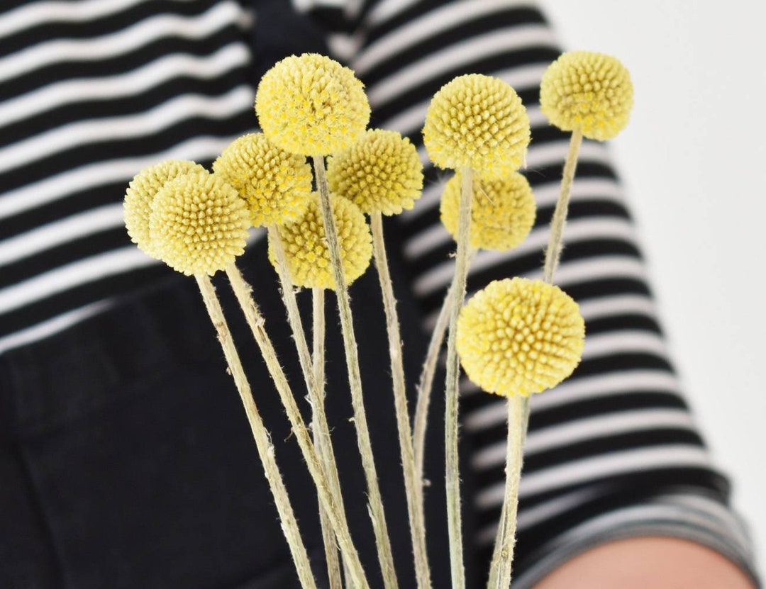 Billy Button Craspedia Dried Flowers 10 Stems - Etsy UK