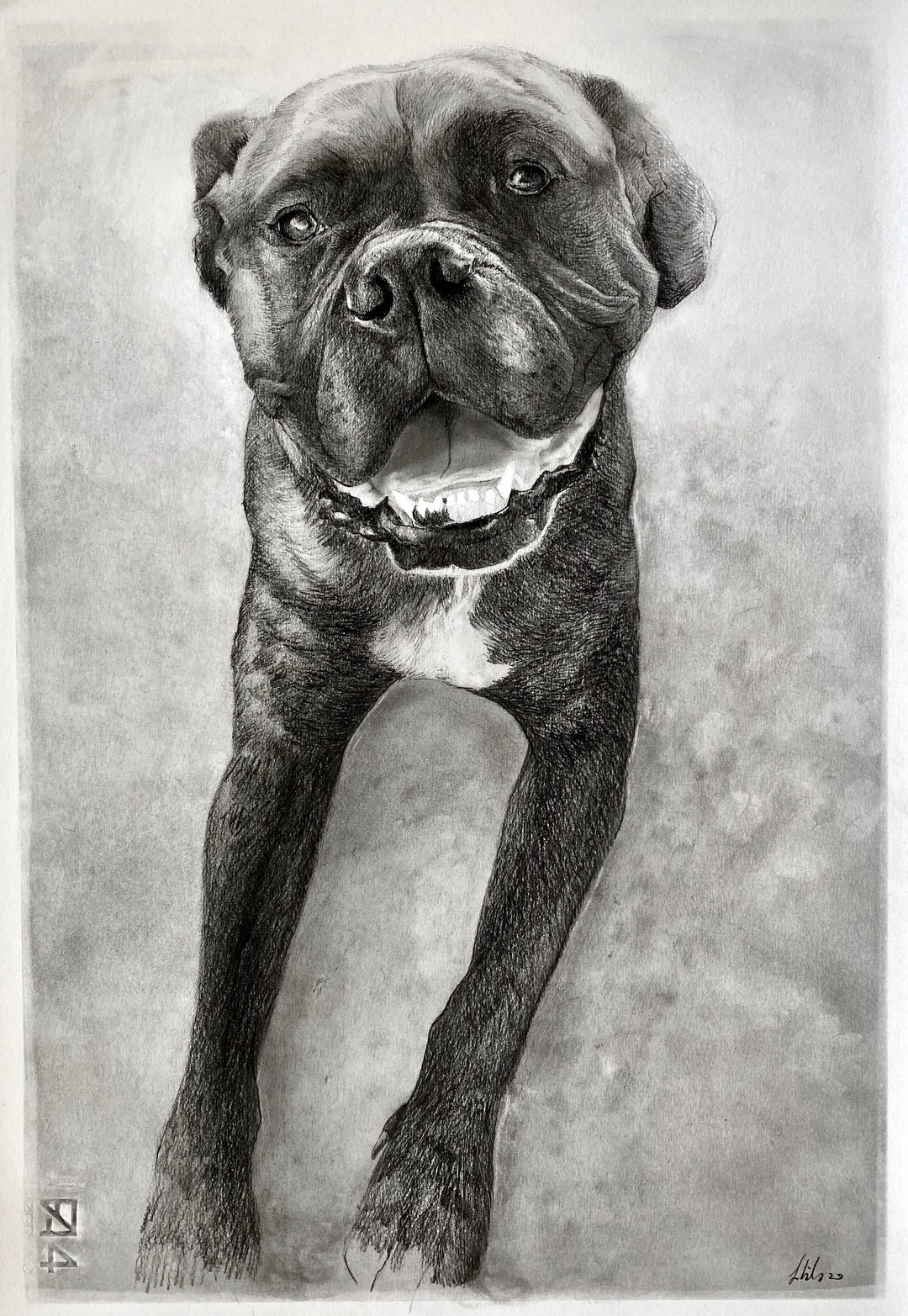 Highly Realistic Dog Portrait Drawing in Charcoal Pencil - Boxer ...