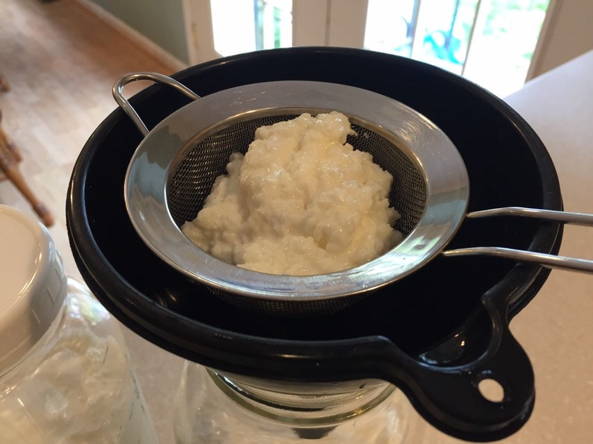 Milk Kefir Grains (1 Heaping Tbsp) - Etsy