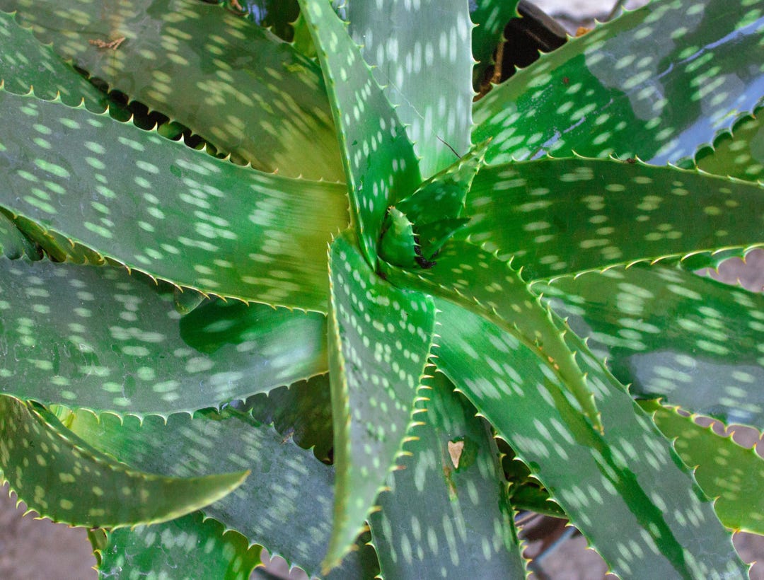 1 Lb Aloe Vera Cut Leaves Fresh Organic Heirloom Stock Florida USA - Etsy