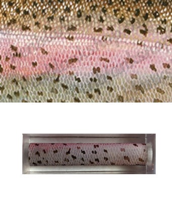 Rainbow Trout Pattern Pen Blank #203 | Pen Blank Shop | Pen Blanks For ...