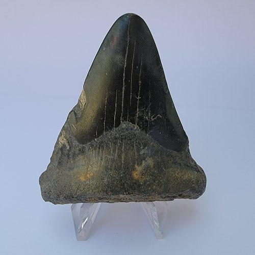 2.58 Fossil Megalodon Shark Tooth Ocean Teeth Dinosaur - Etsy