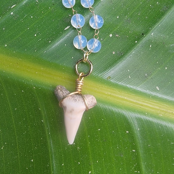 Shark Tooth Choker - Etsy