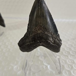 Geniune Hand Picked Megalodon Teeth W/display Stands - Etsy