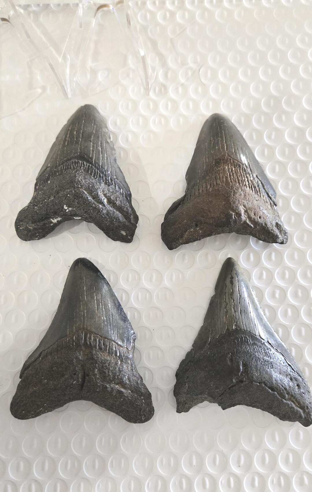 3 Inch Prehistoric Megalodon Sharks Teeth W/diaplay Stand - Etsy