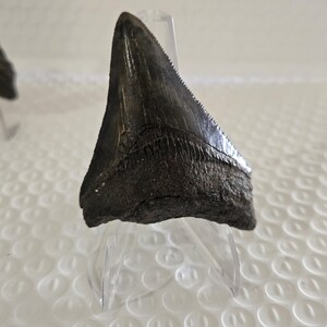Geniune Hand Picked Megalodon Teeth W/display Stands - Etsy