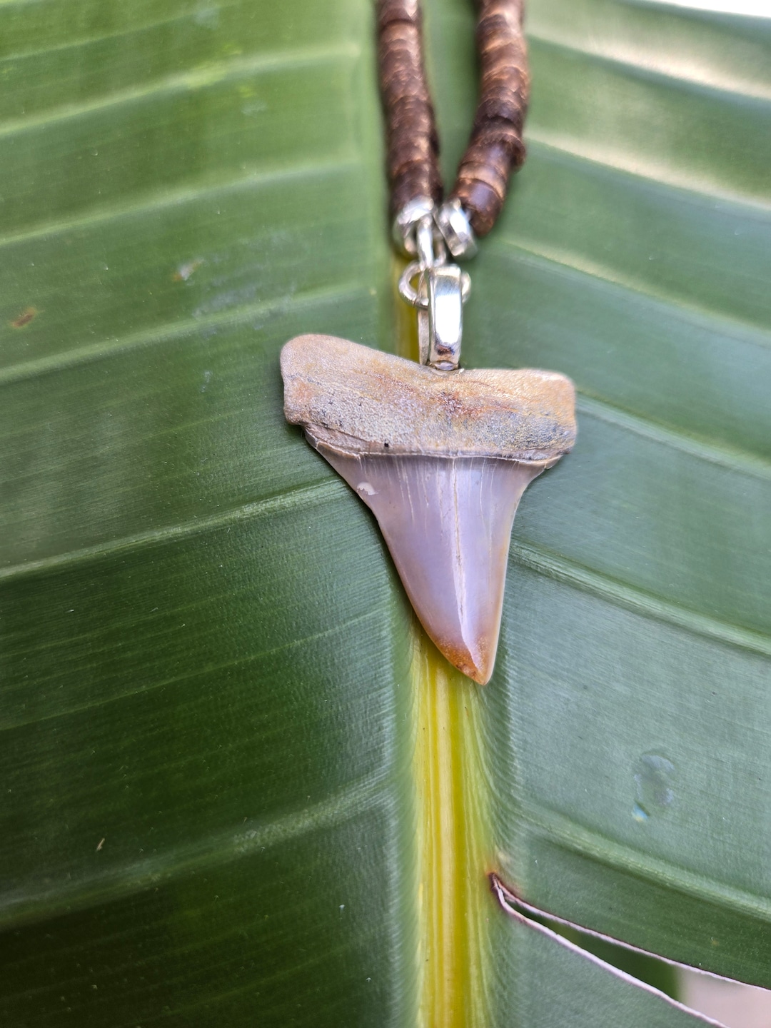 Prehistoric Mako Shark Tooth Necklace - Etsy