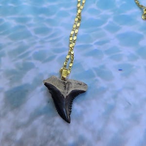 Extinct Snaggletooth Shark Tooth Necklace - Etsy