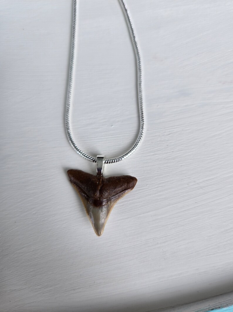 Bull Shark Teeth/real Silver Necklaces - Etsy