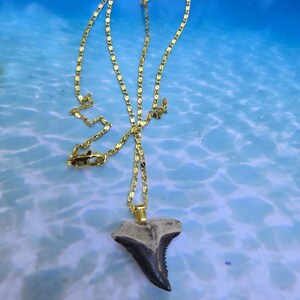 Extinct Snaggletooth Shark Tooth Necklace - Etsy