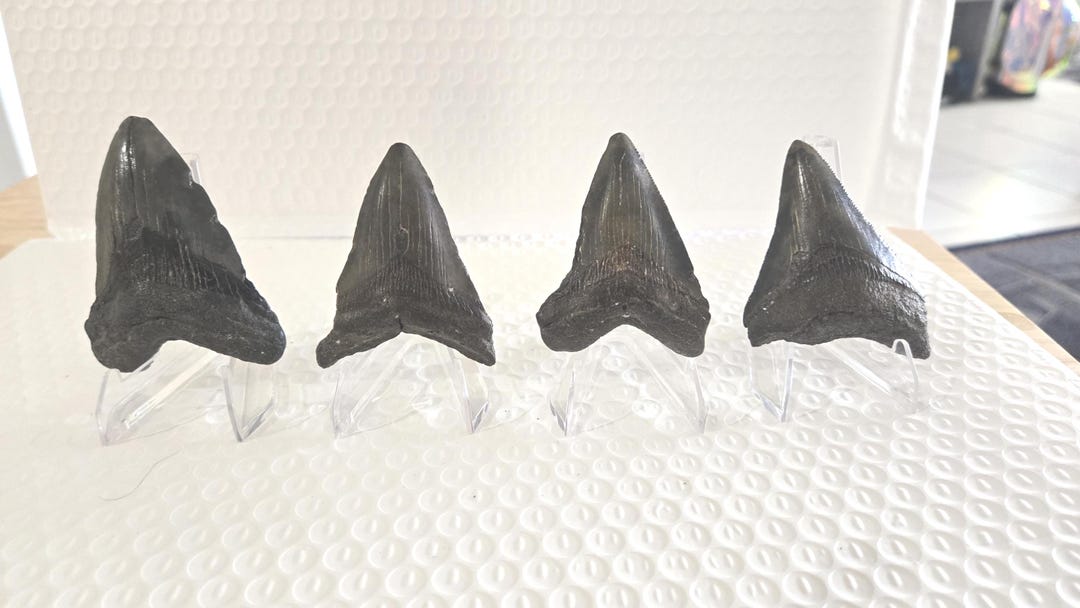 Geniune Hand Picked Megalodon Teeth W/display Stands - Etsy