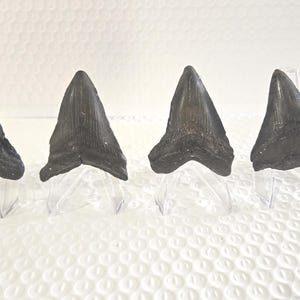 Geniune Hand Picked Megalodon Teeth W/display Stands - Etsy