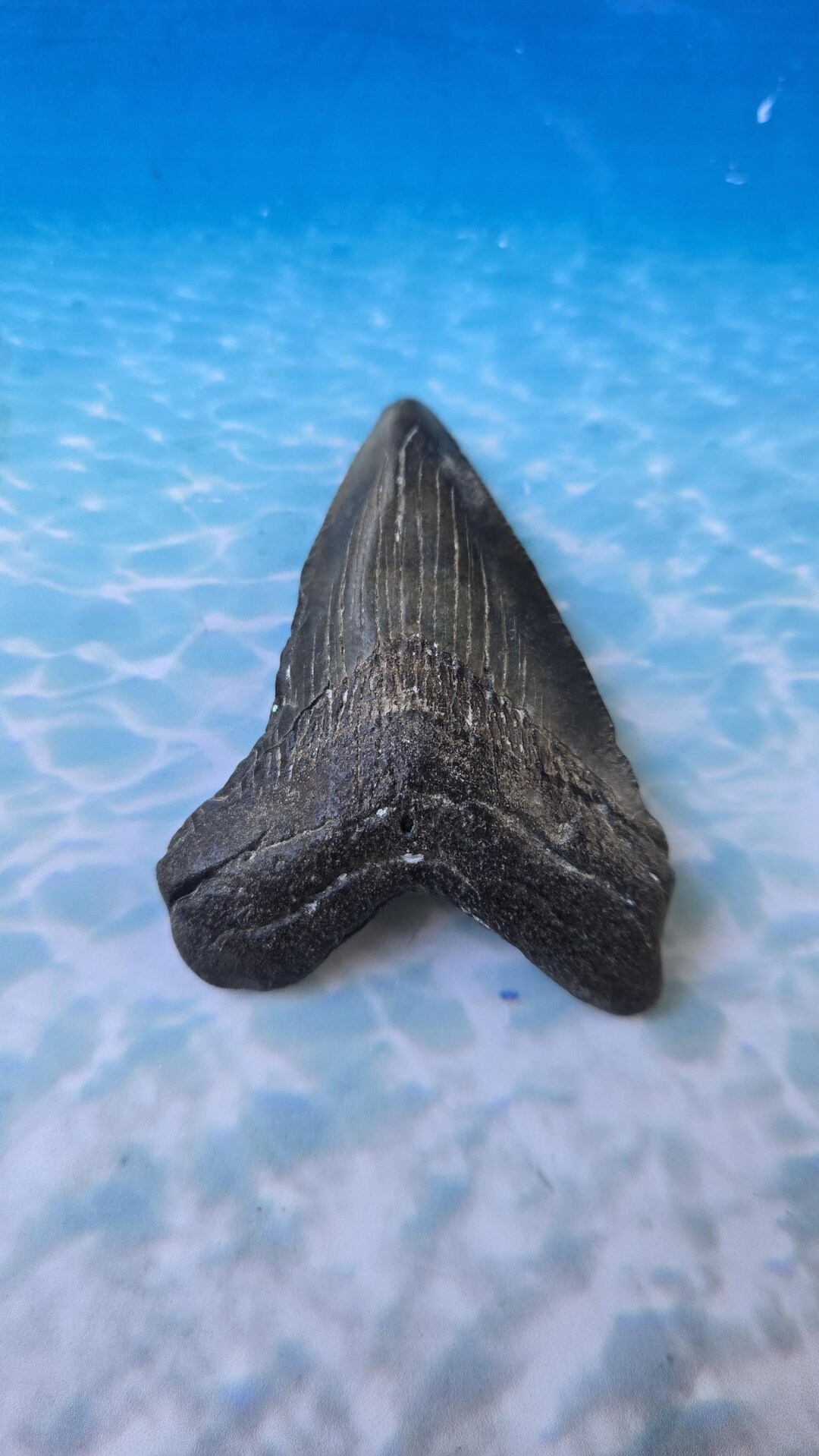 Juvenile Megalodon With Display Stand - Etsy