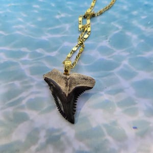 Extinct Snaggletooth Shark Tooth Necklace - Etsy
