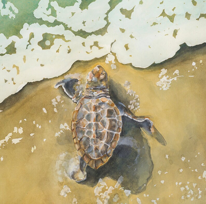 Sea Turtle Hatchling (print) - Etsy
