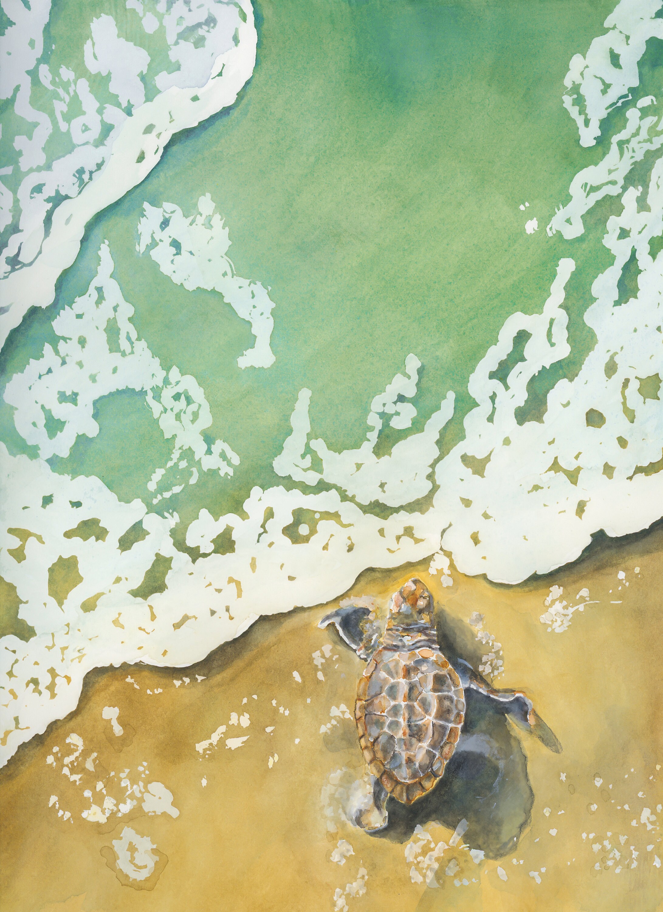 Sea Turtle Hatchling (print) - Etsy