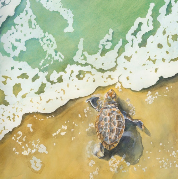 Sea Turtle Hatchling print | Etsy