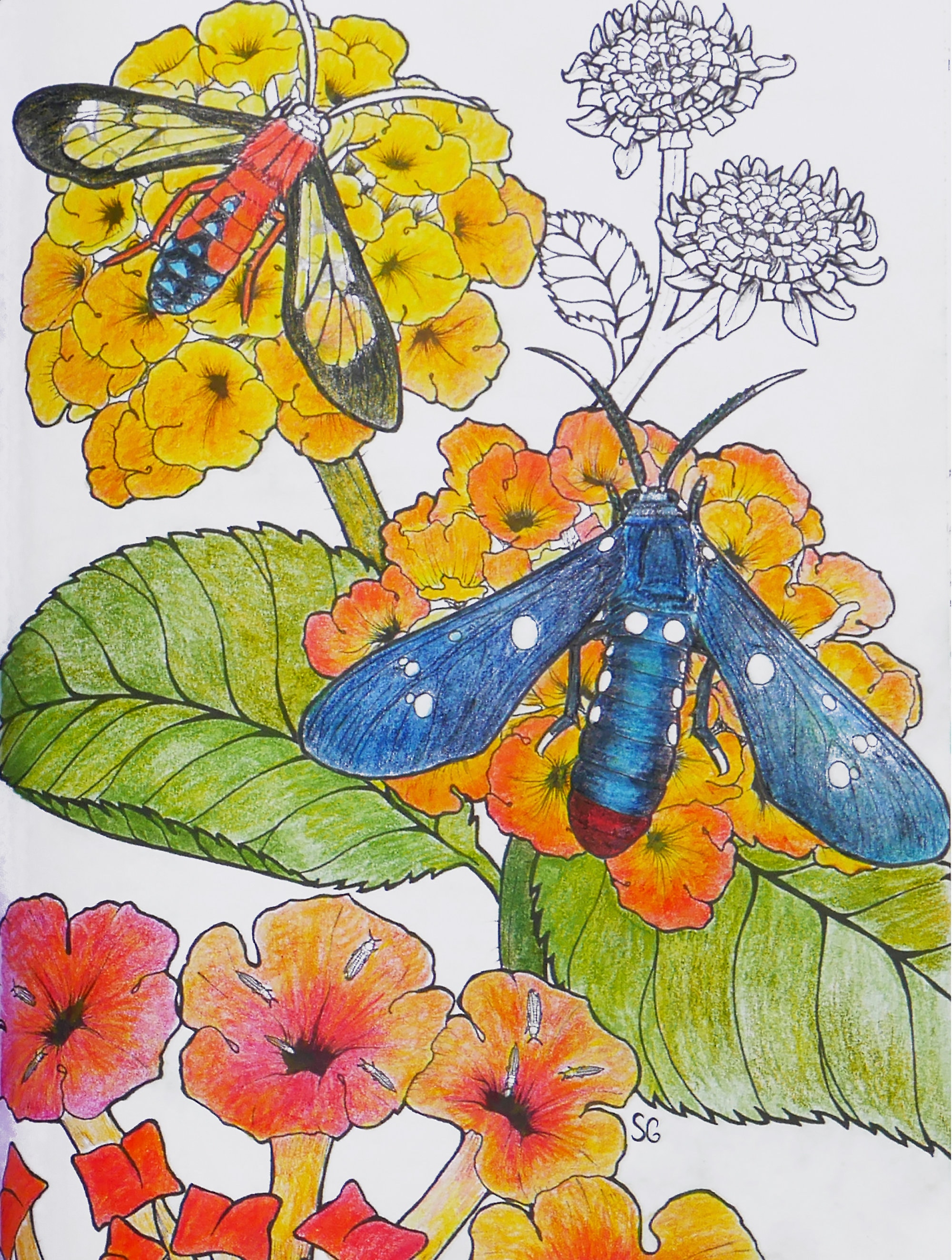 Backyard Pollinators Nature, Plants, Insects, and Wildlife Educational ...