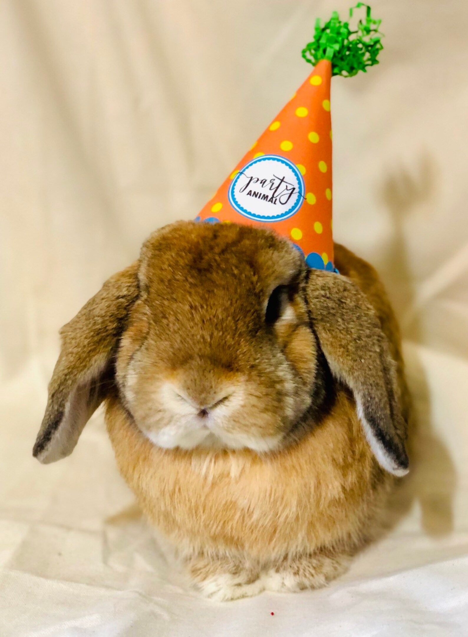 Animal Party Hats INSTANT DOWNLOAD PRINTABLE Colorful Kids - Etsy