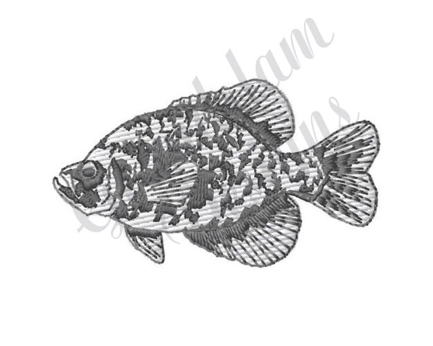 Crappie Fish Machine Embroidery Design Embroidery Designs - Etsy