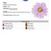 Daisy - Machine Embroidery Design - Etsy