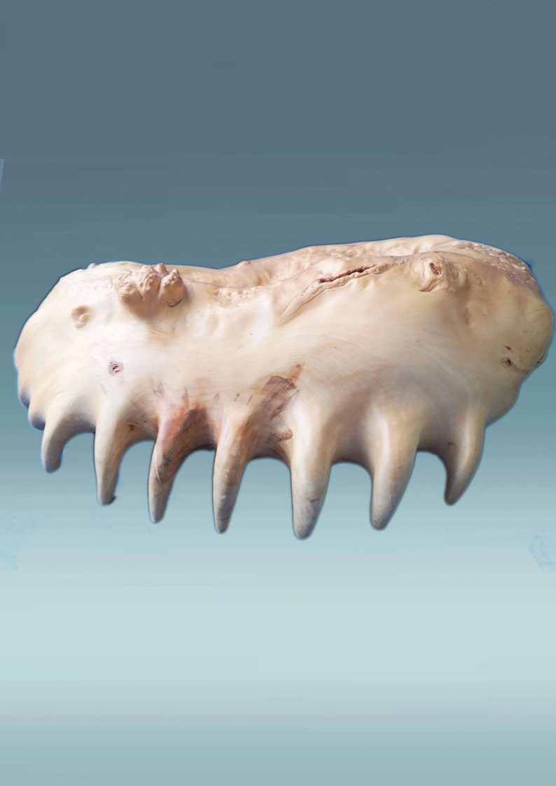 Wooden Shell Shell Decor Wood Shell Large Shell Decor - Etsy Norway