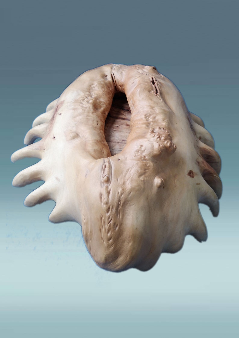 Wooden Shell Shell Decor Wood Shell Large Shell Decor - Etsy Norway