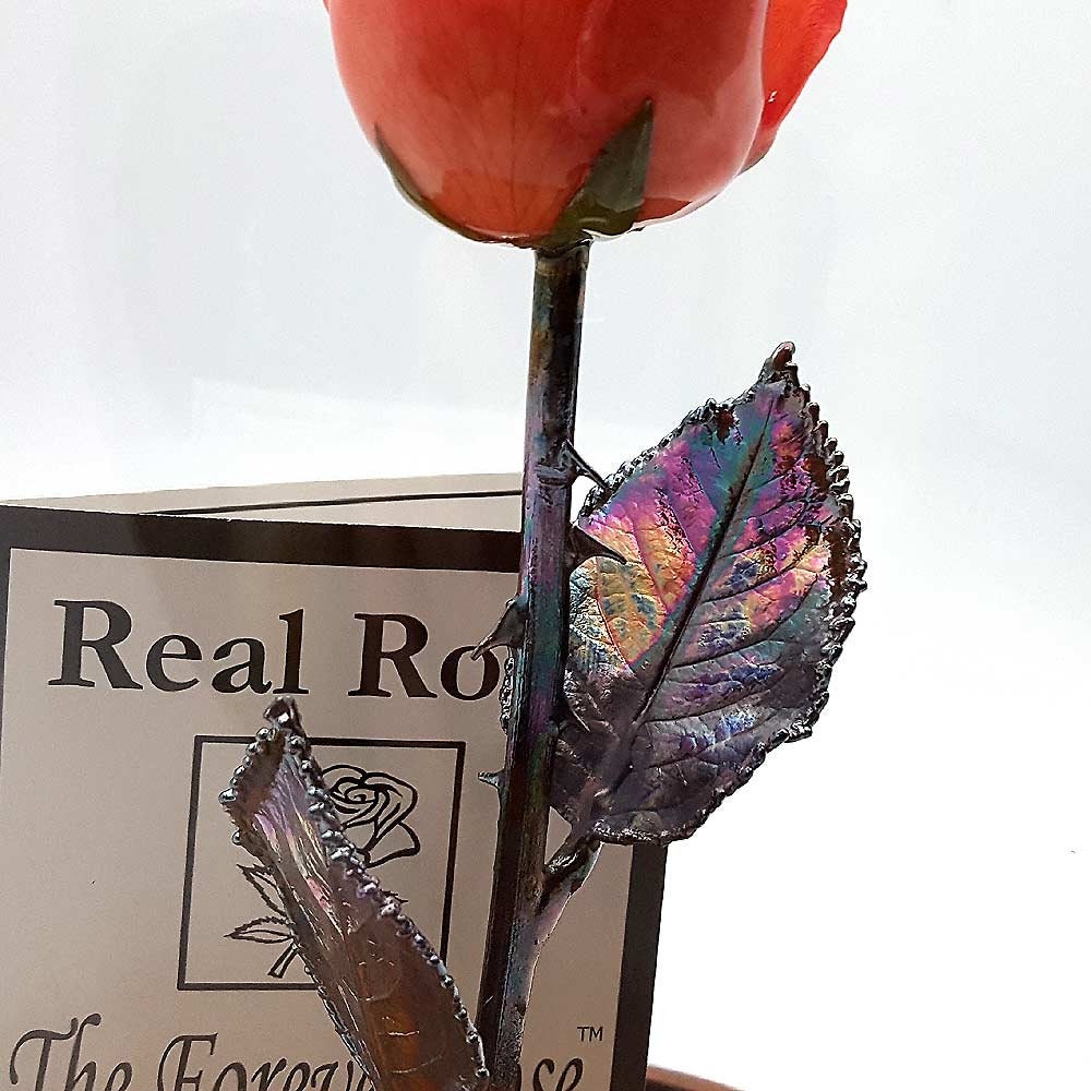 The Enchanted Rose - Real Pink Rose on Wood Base With Glass Dome | Made ...