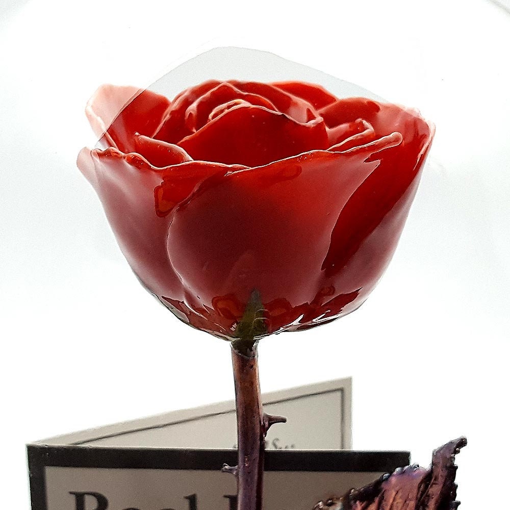 The Official Enchanted Rose™ by Forever Rose The Beauty and | Etsy