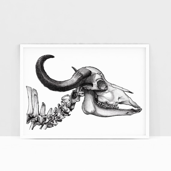 Buffalo Skull Drawing