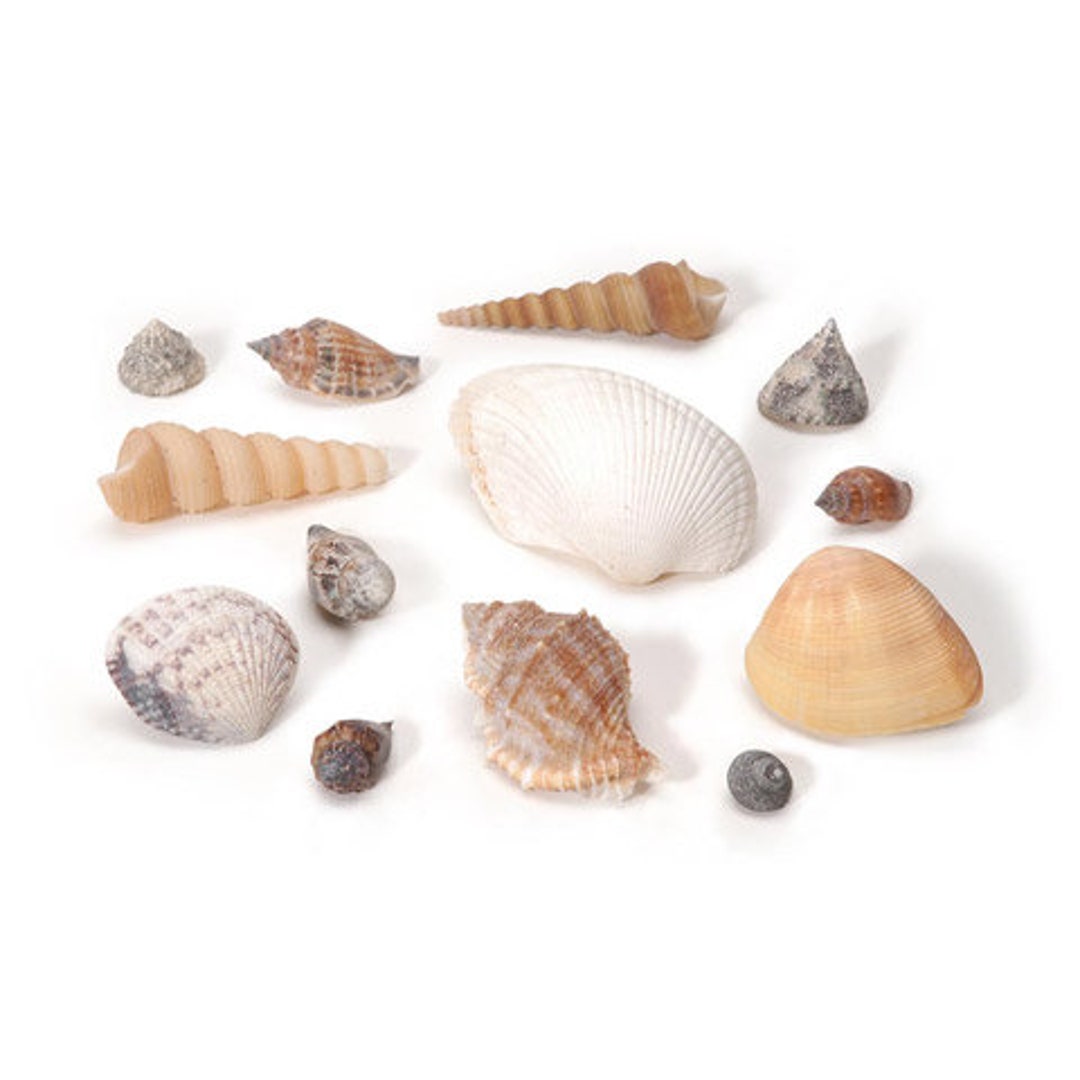 Medium Natural Assorted Seashell Decor/ Mermaid Party - Etsy