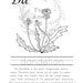 D is for Dandelion Nature Alphabet Page-digital Download-nature ...