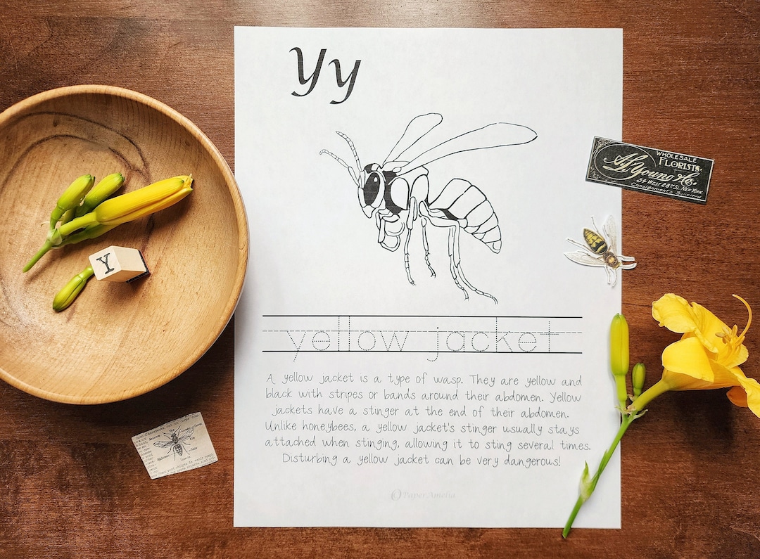 Y is for Yellow Jacket Nature Alphabet Page-digital Download-nature ...