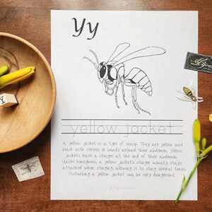 Y is for Yellow Jacket Nature Alphabet Page-digital Download-nature ...