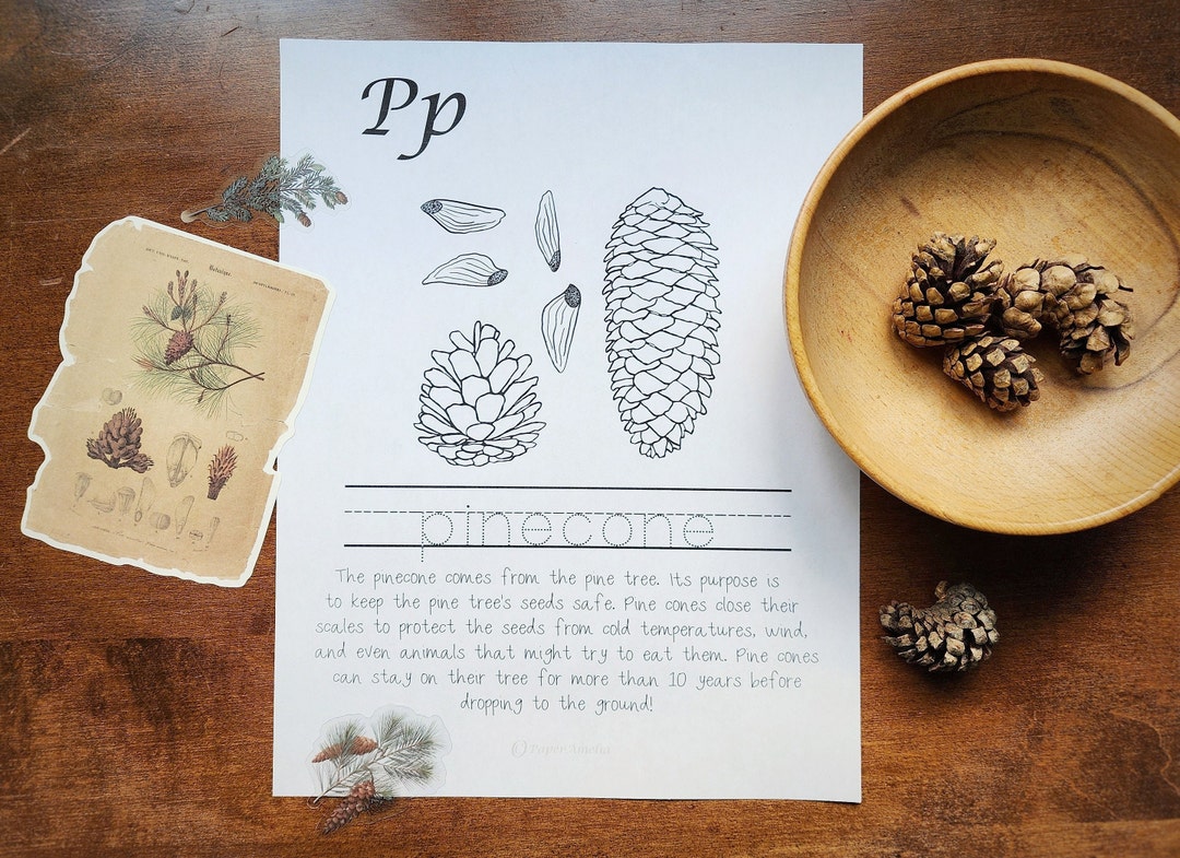 P is for Pinecone Nature Alphabet Page-digital Download-nature Inspired ...