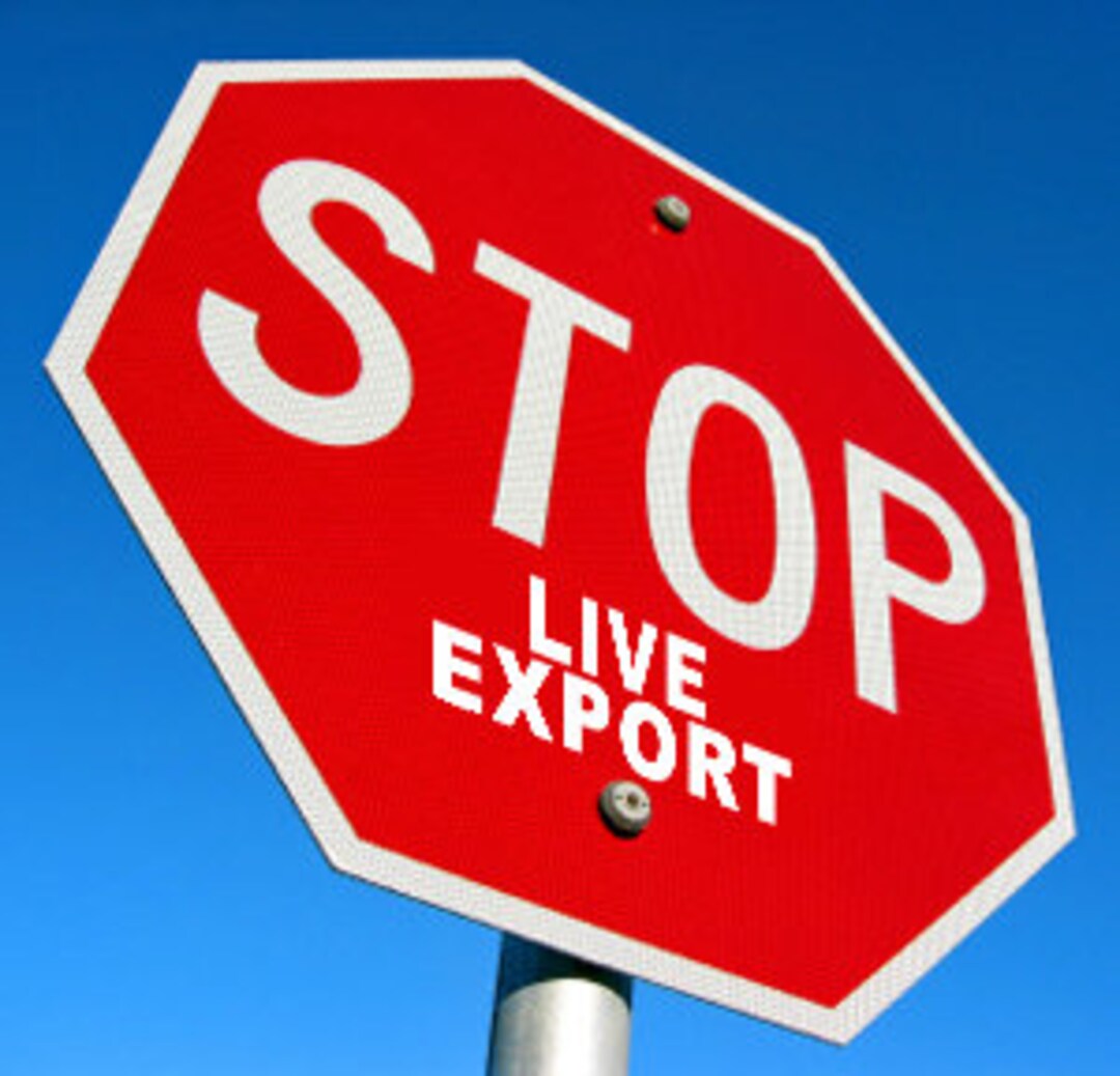 STOP "live Export" - Novelty Activism Sticker (stop Sign Sticker) - Etsy
